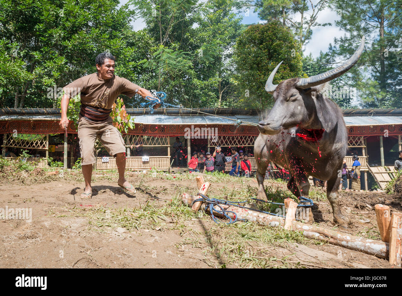 Man killing a water buffalo for the funeral celebration of an old man ...