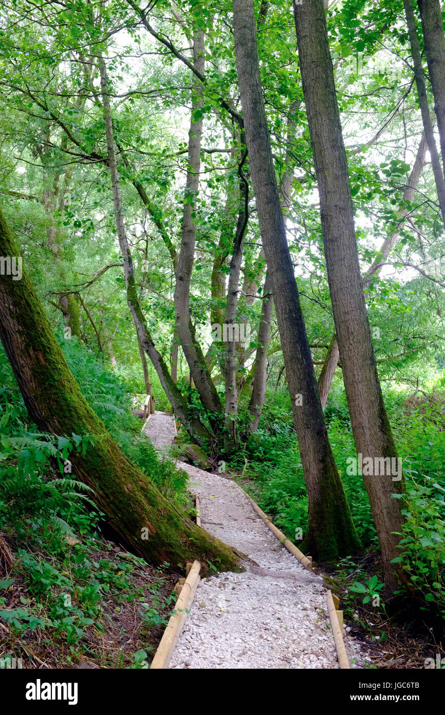 Cheshire woodland walk hi-res stock photography and images - Alamy