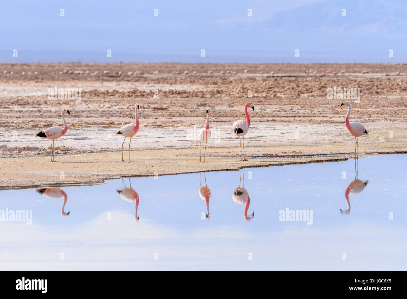 Andean flamingo, Los Flamencos National Reserve, Atacama Desert, Chile ...
