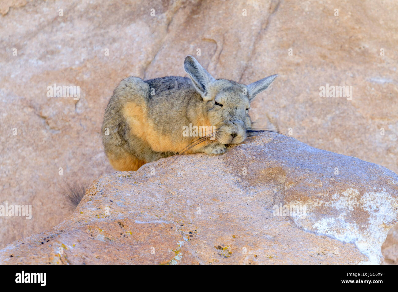 Southern viscacha, Altiplano, Bolivia, South America Stock Photo - Alamy