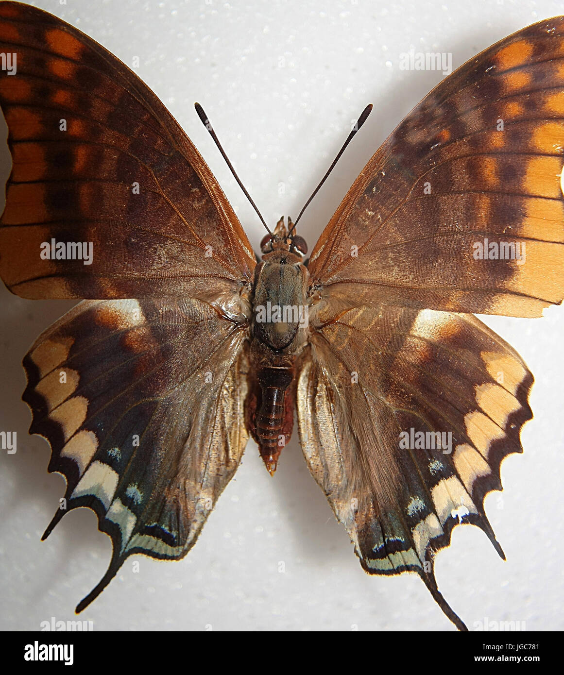 Butterfly Brunette Orange Tone Stock Photo - Alamy