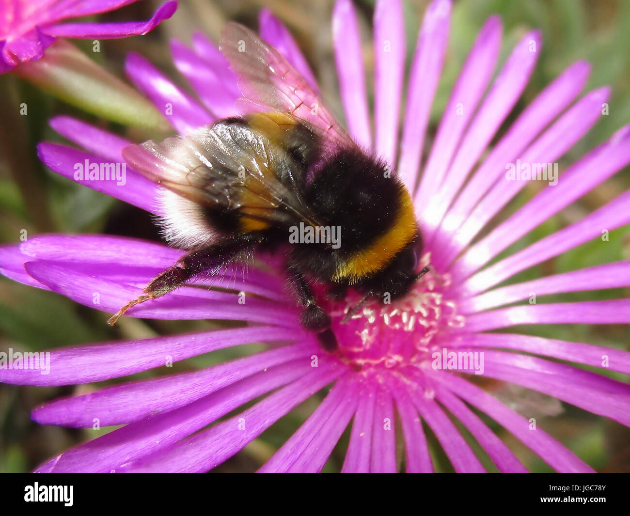 Bumblebee on flower 2 Stock Photo - Alamy