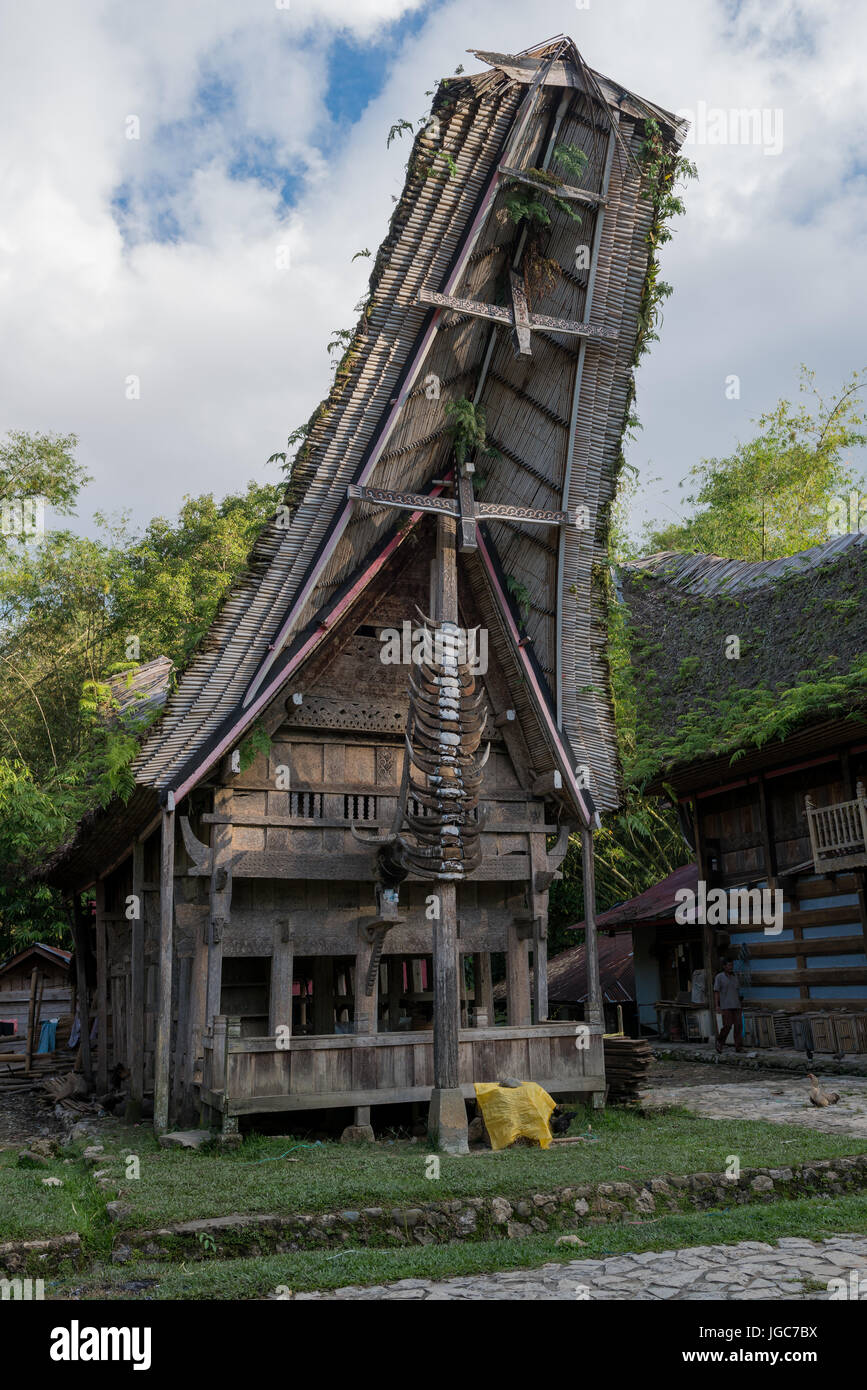 Water buffalo horns on Torajan house, Tana Toraja, Sulawesi Indonesia ...
