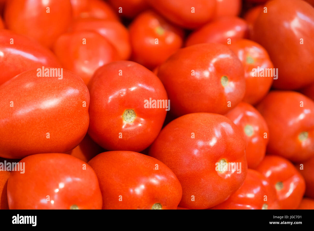 Roma tomato harvesting hi-res stock photography and images - Alamy