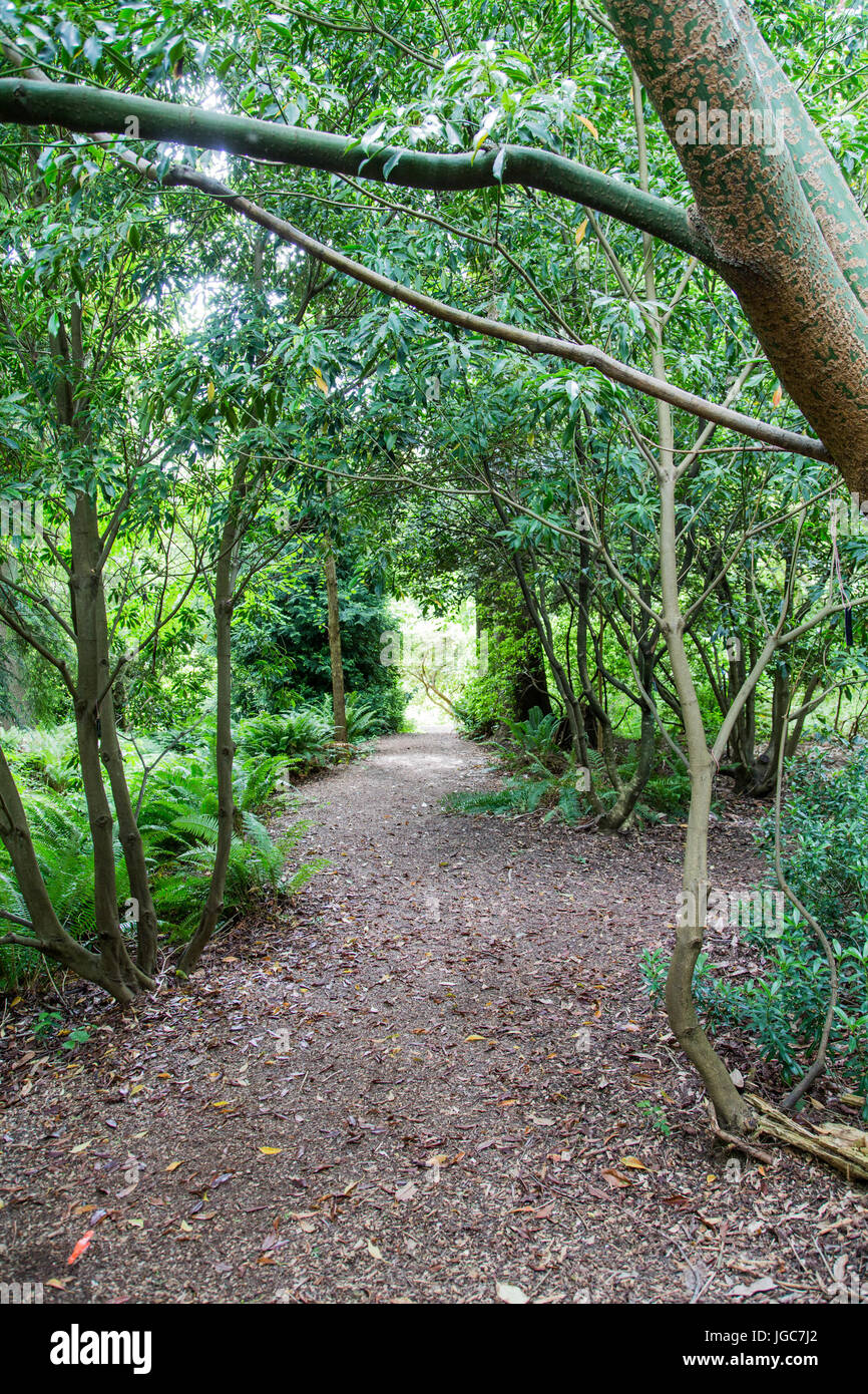 Peaceful Woodland Trail Through Forest Stock Photo - Alamy