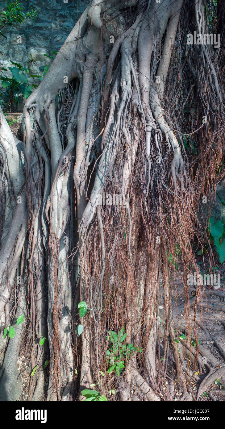 Aerial roots of tree. Macau Stock Photo - Alamy