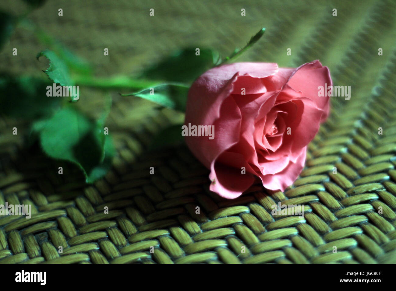 Perigynous hi-res stock photography and images - Alamy