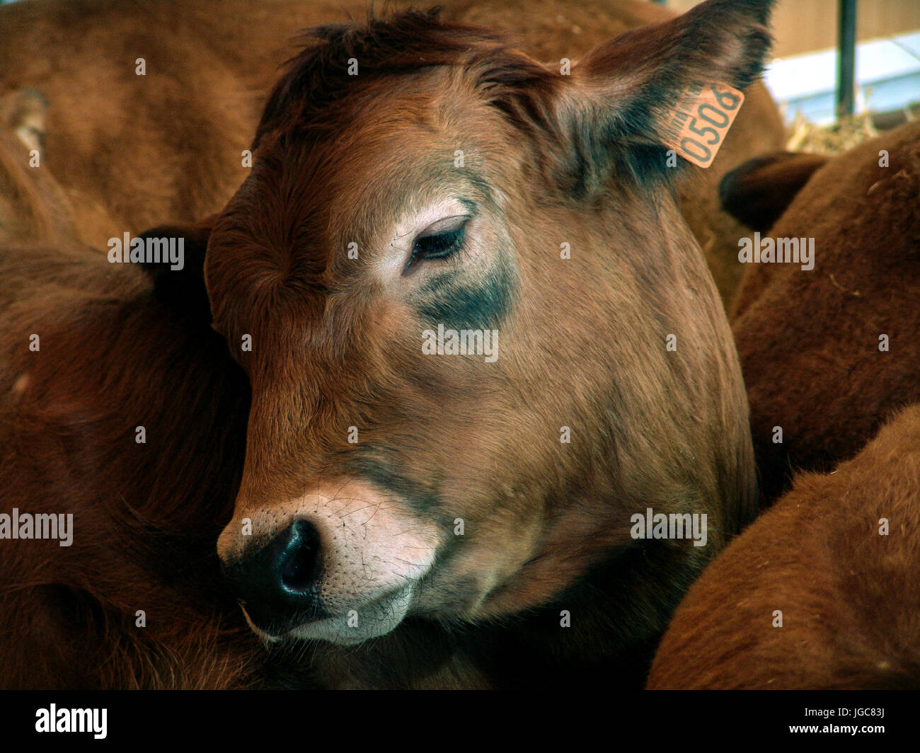 Cow tete de vache High Resolution Stock Photography and Images - Alamy