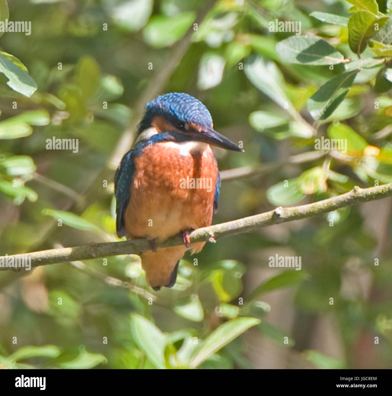Kingfishers, Alcedo athis Stock Photo - Alamy