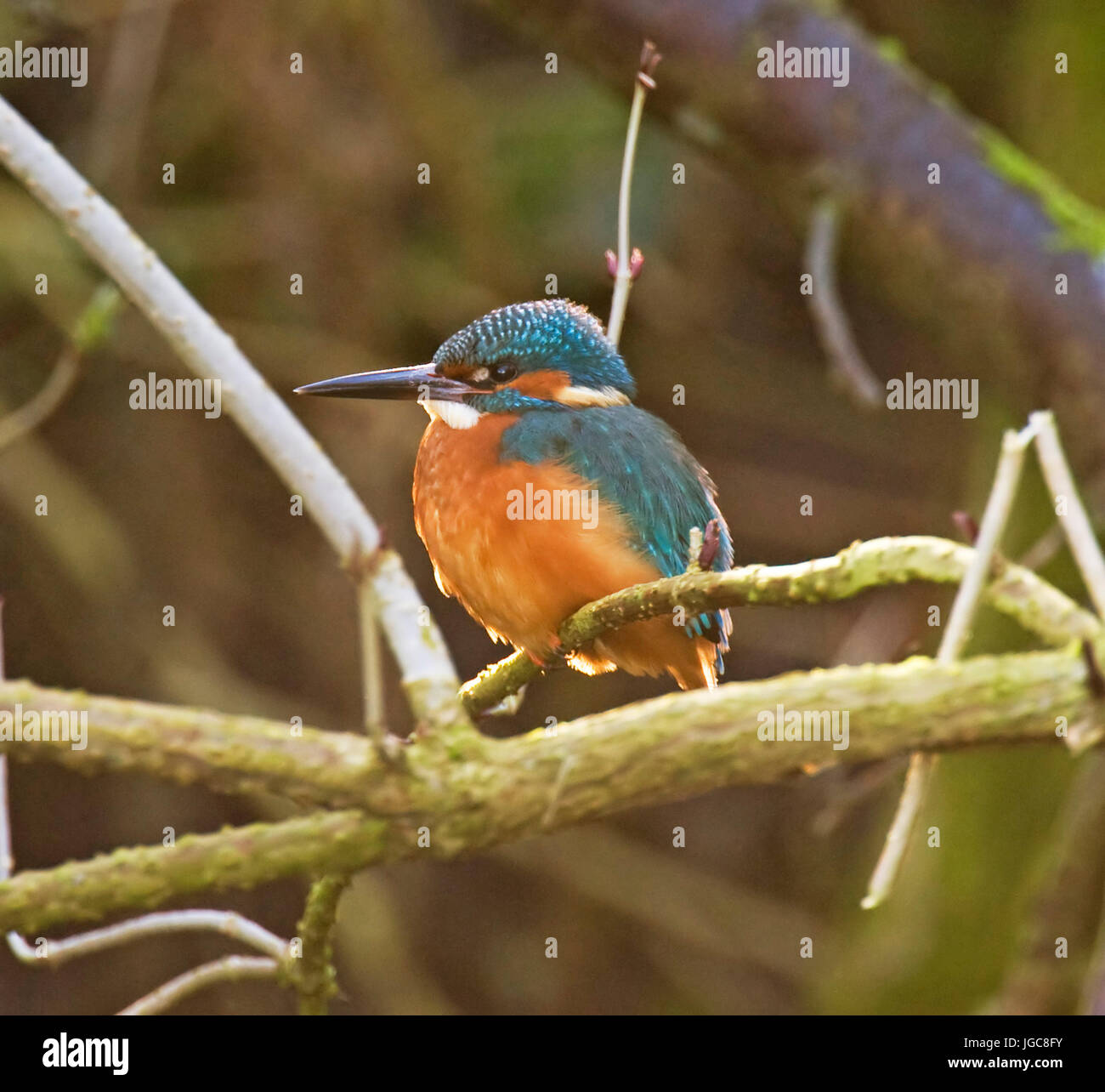 Kingfishers, Alcedo athis Stock Photo - Alamy