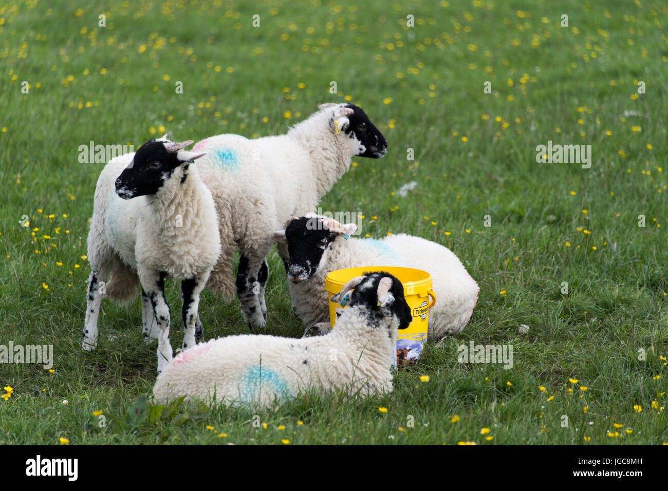 Supplementary feeding to sheep hi-res stock photography and images - Alamy