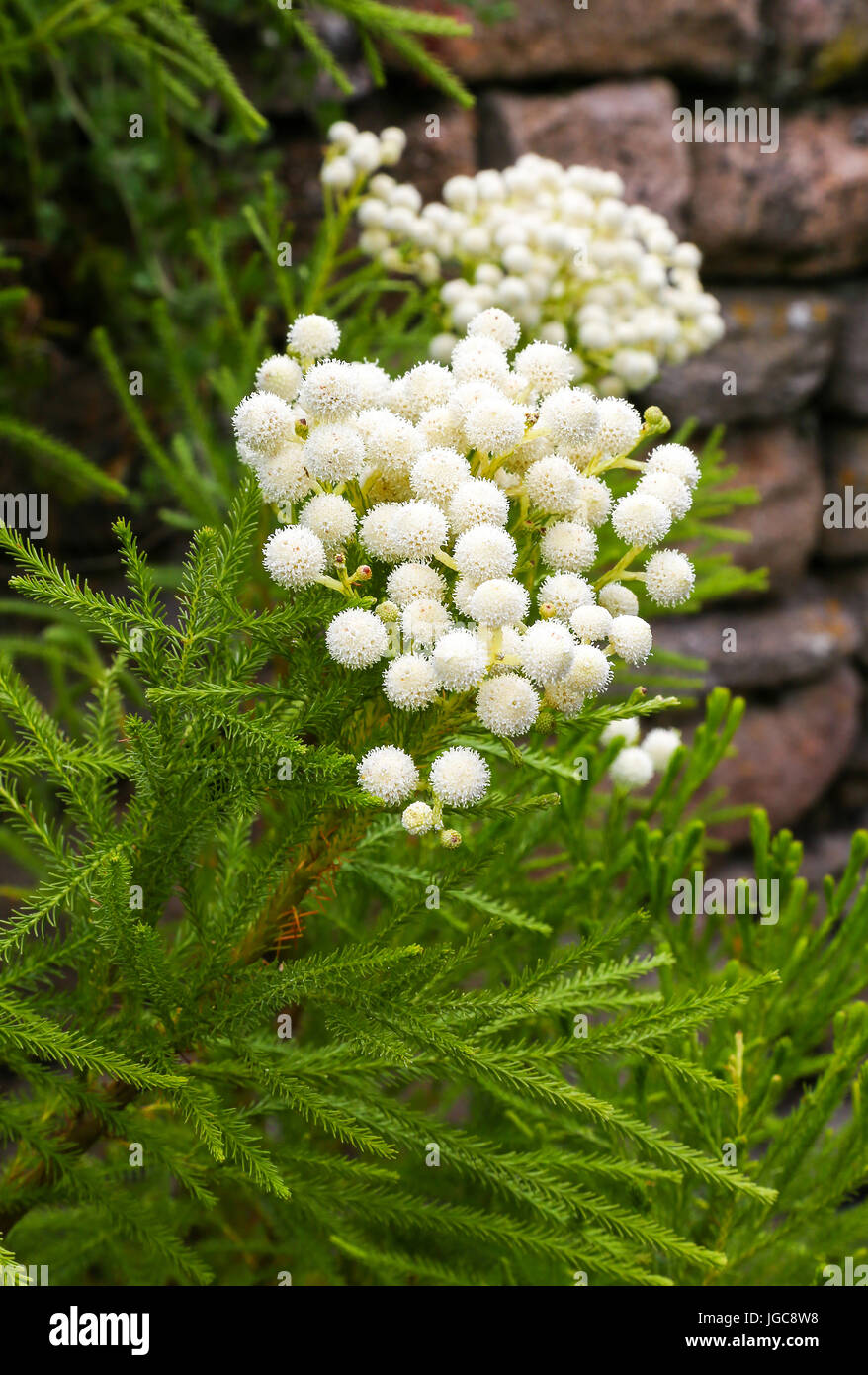 The white flowers of Berzelia lanuginosa in Tresco Abbey Gardens ...