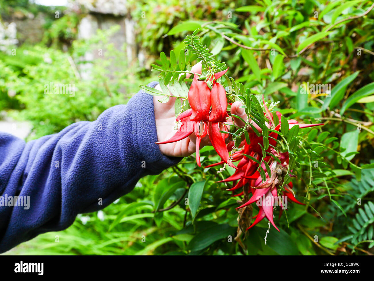 Kaka beak clianthus puniceus hi-res stock photography and images - Alamy