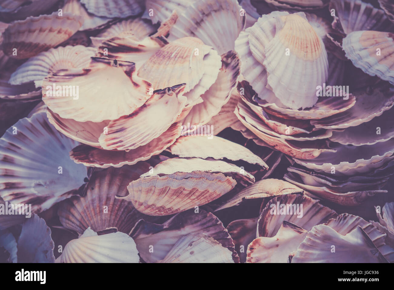 Heap of scallop shells as a background texture Stock Photo - Alamy