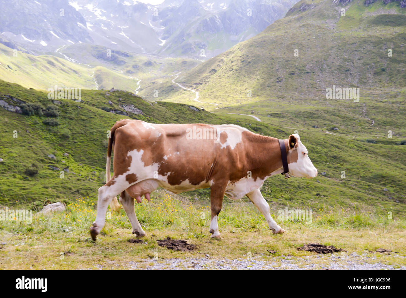 Brown and white cows in the Tyrol mountains in Austria Stock Photo - Alamy