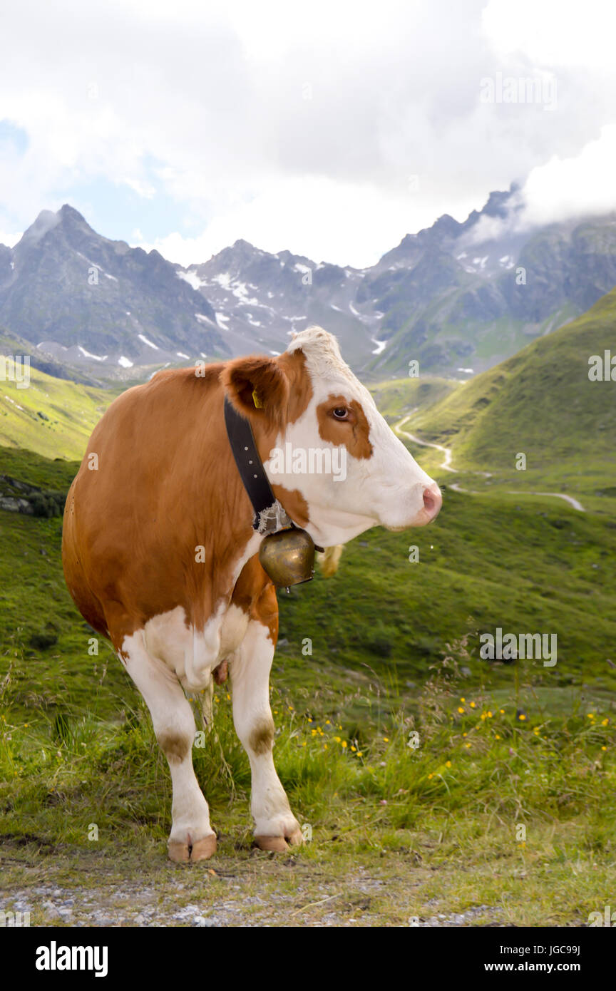 Brown and white cows in the Tyrol mountains in Austria Stock Photo - Alamy