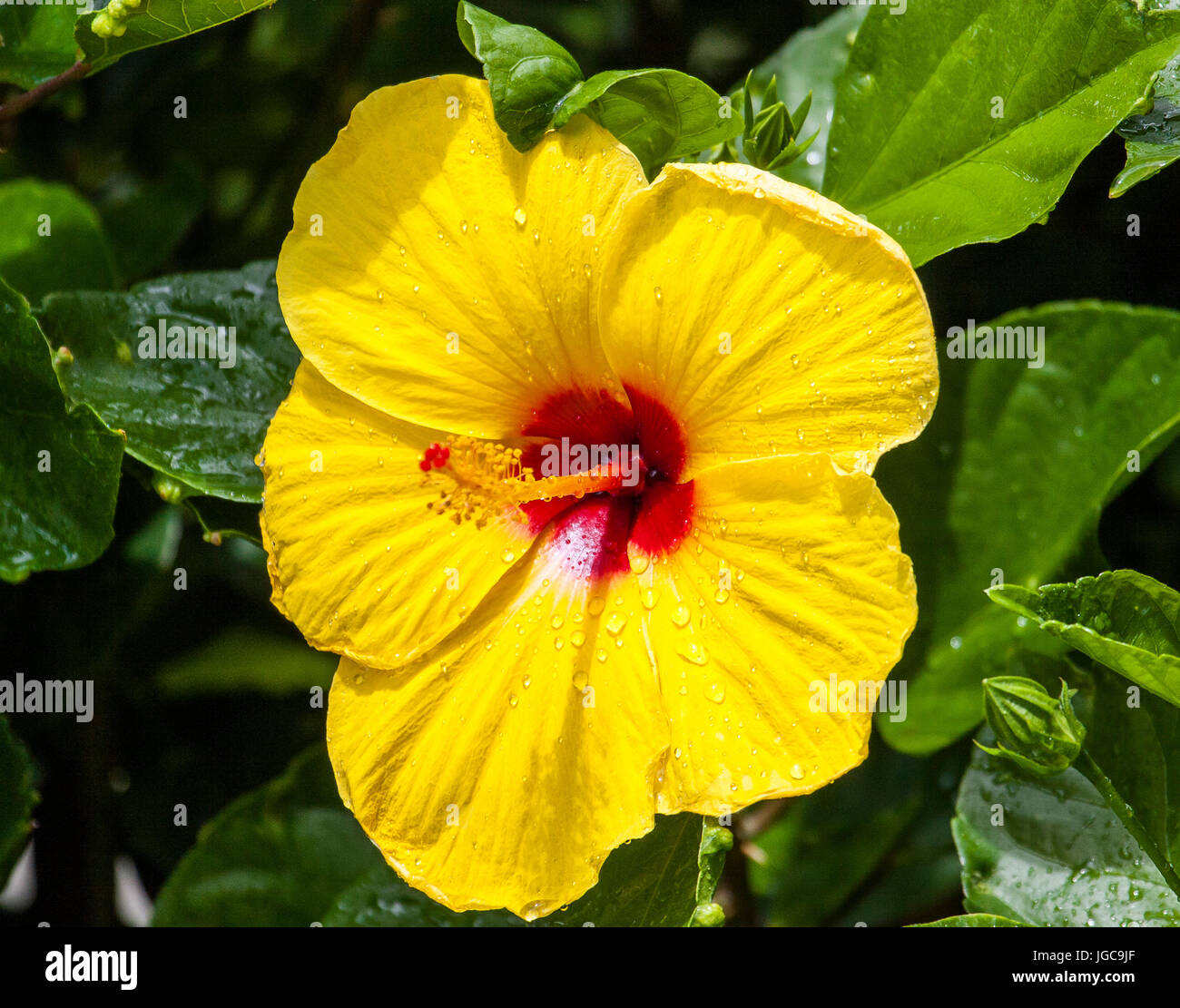 Beautiful Hawaiian Tropical Yellow Hibiscus Stock Photo - Alamy