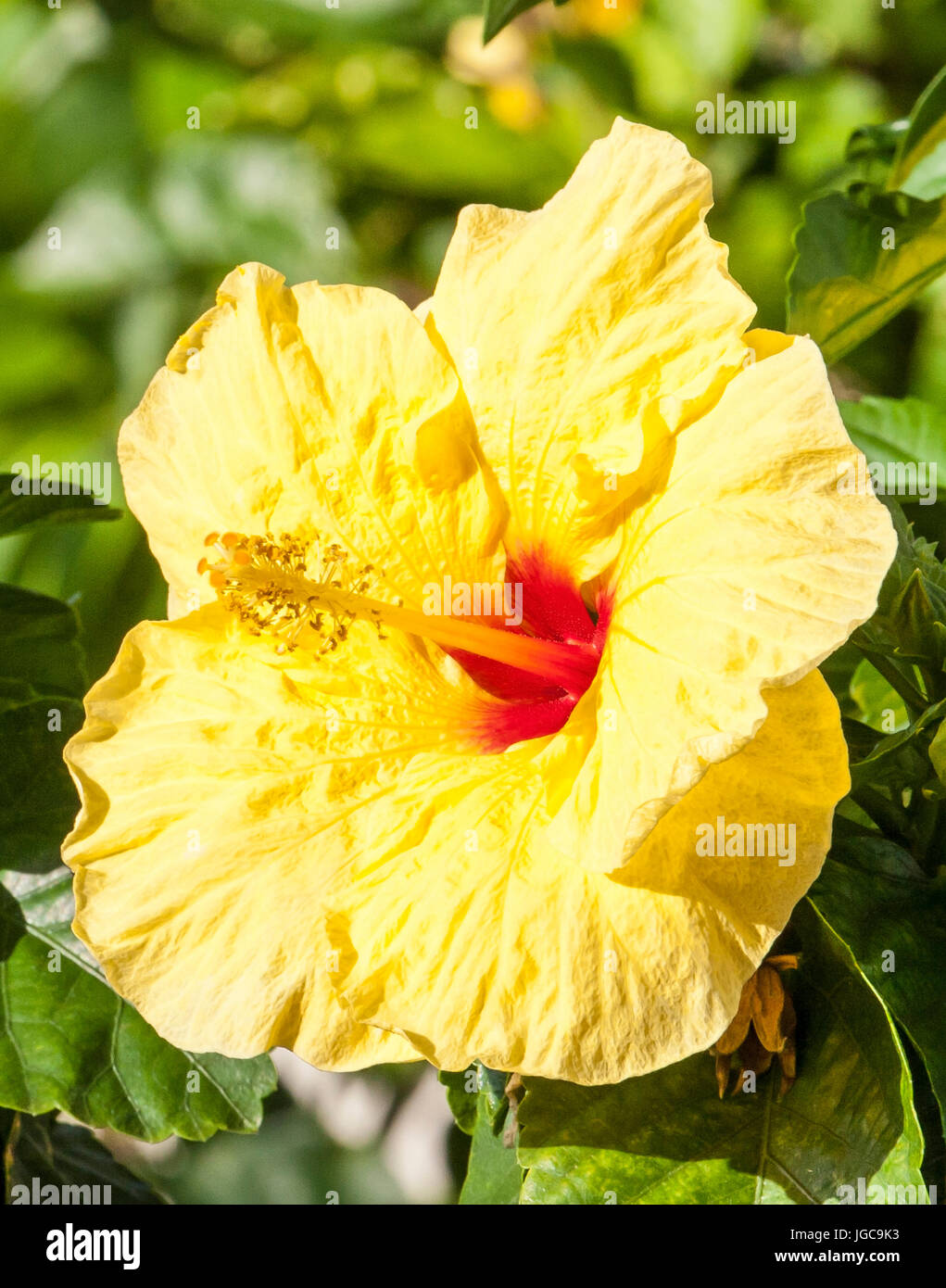 Beautiful Hawaiian Tropical Yellow Hibiscus Stock Photo - Alamy