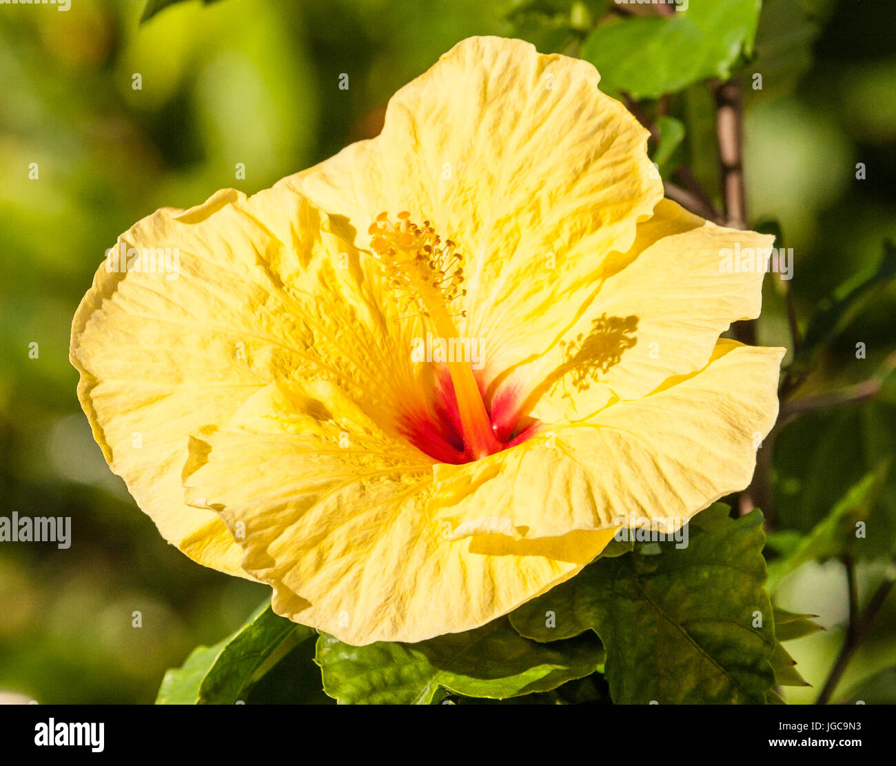 Hawaiian hibiscus yellow hibiscus hibiscus hi-res stock photography and ...