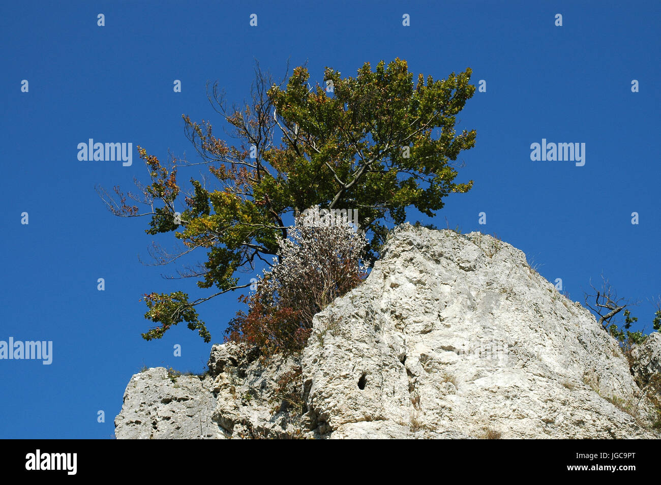 tree on rock Stock Photo - Alamy
