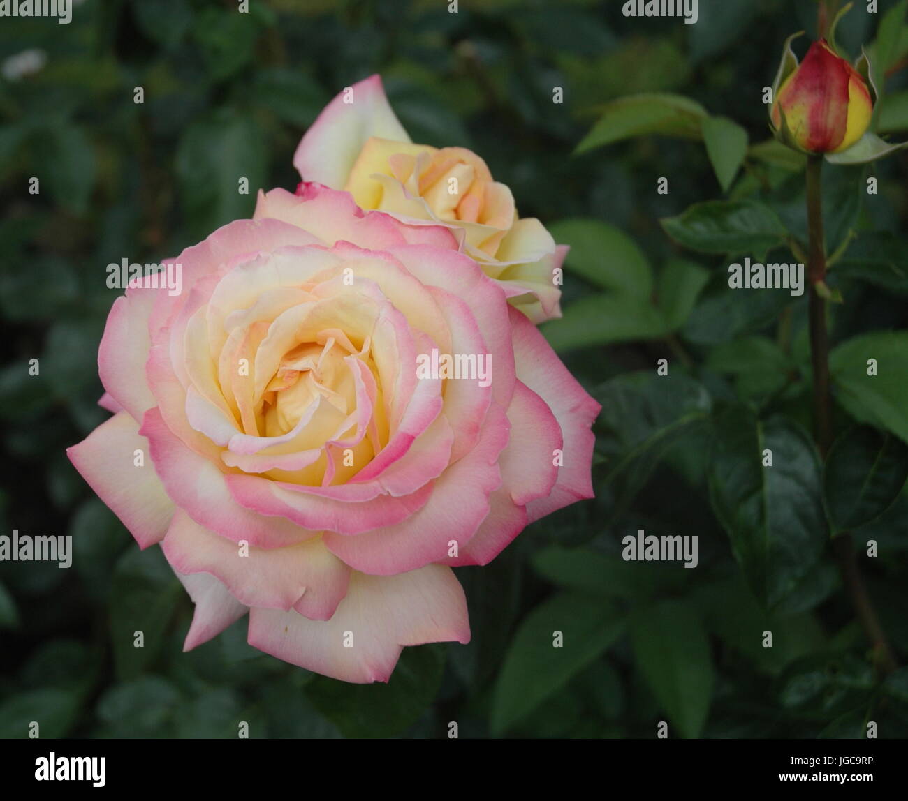 The Peace Rose High Resolution Stock Photography and Images - Alamy