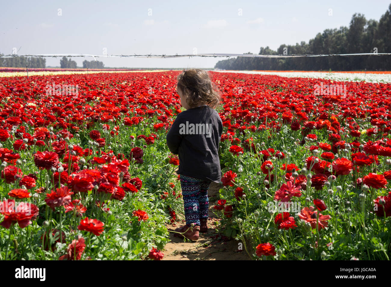 child in a field of flowers Stock Photo - Alamy