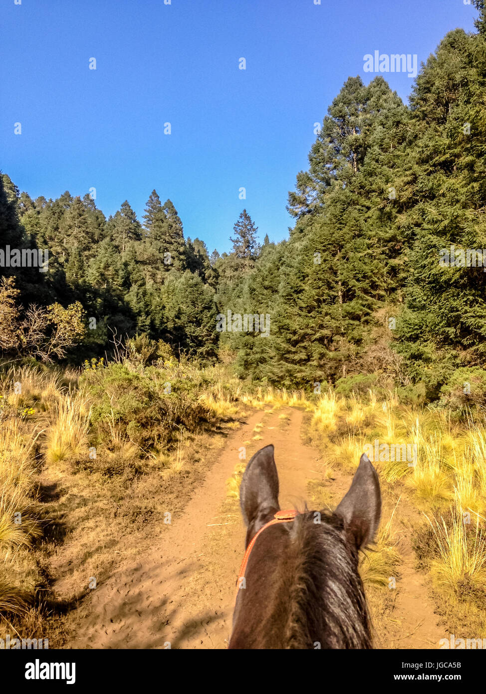 Horse riding in the countryside in a first person perspective looking ...