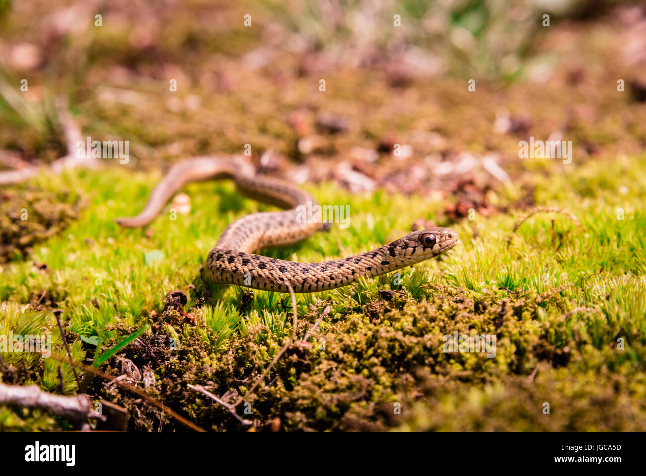 Closeup view of brown garter snake slithering through a moss covered ...