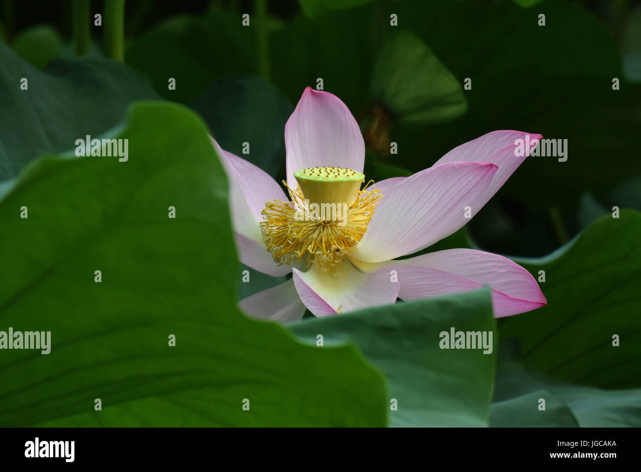 Jinan, China's Shandong Province. 5th July, 2017. A lotus flower blooms ...