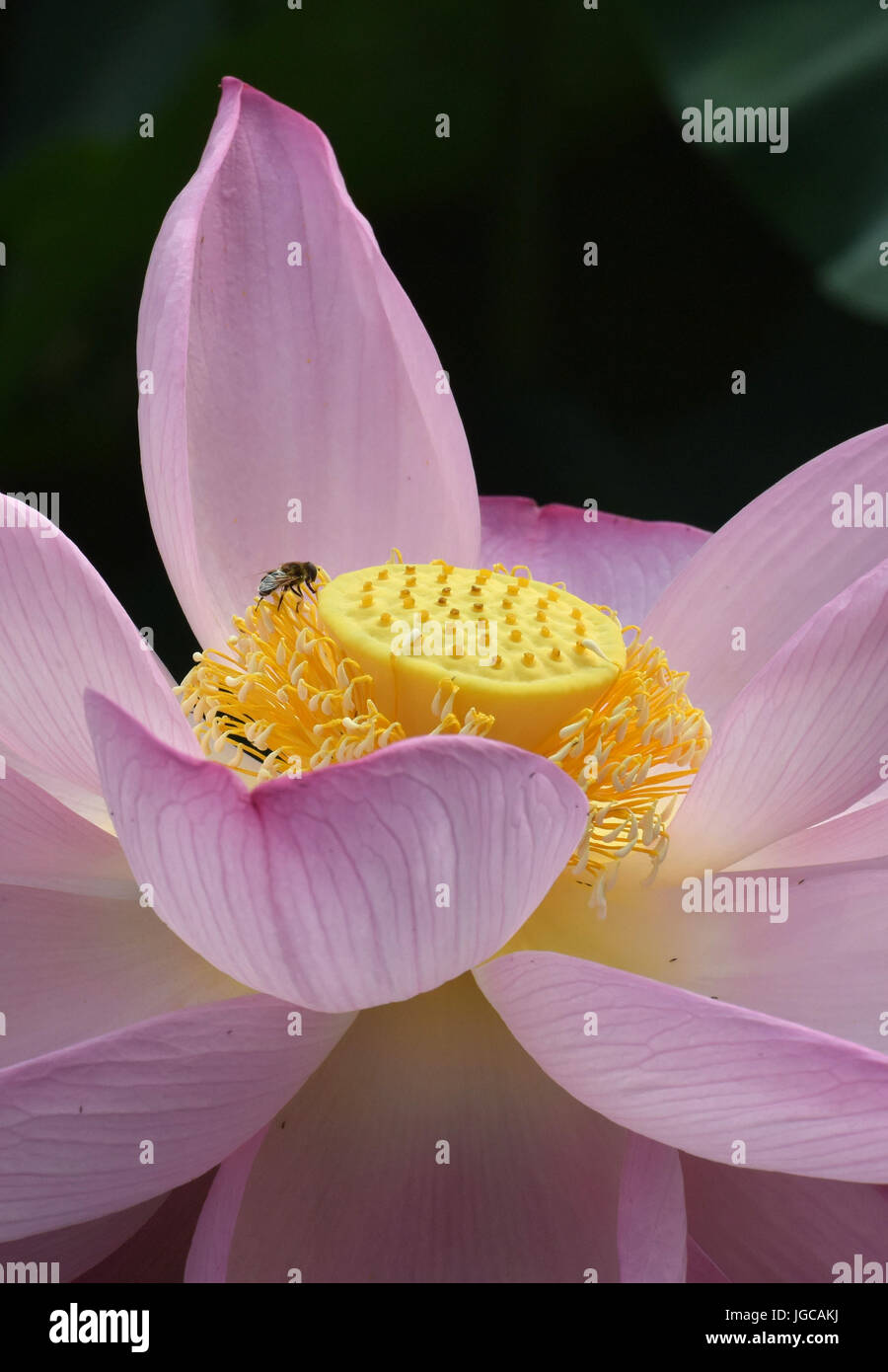 Jinan, China's Shandong Province. 5th July, 2017. A bee rests on a ...