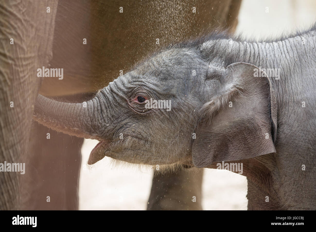 The 5th elephant hi-res stock photography and images - Alamy