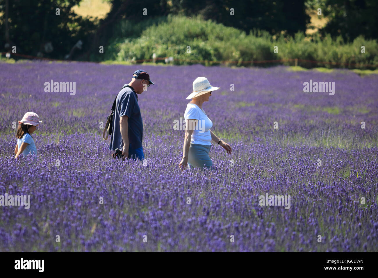 Banstead, Surrey, UK. 5th July 2017. Family walk through the flowers at ...