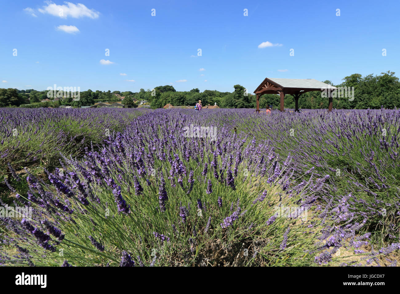 Banstead, Surrey, UK. 5th July 2017. Hot and sunny at the lavender ...