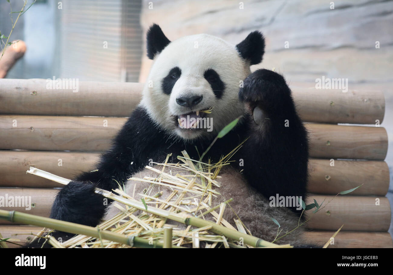 Berlin, Germany. 5th Jul, 2017. One of the two panda pears from China ...