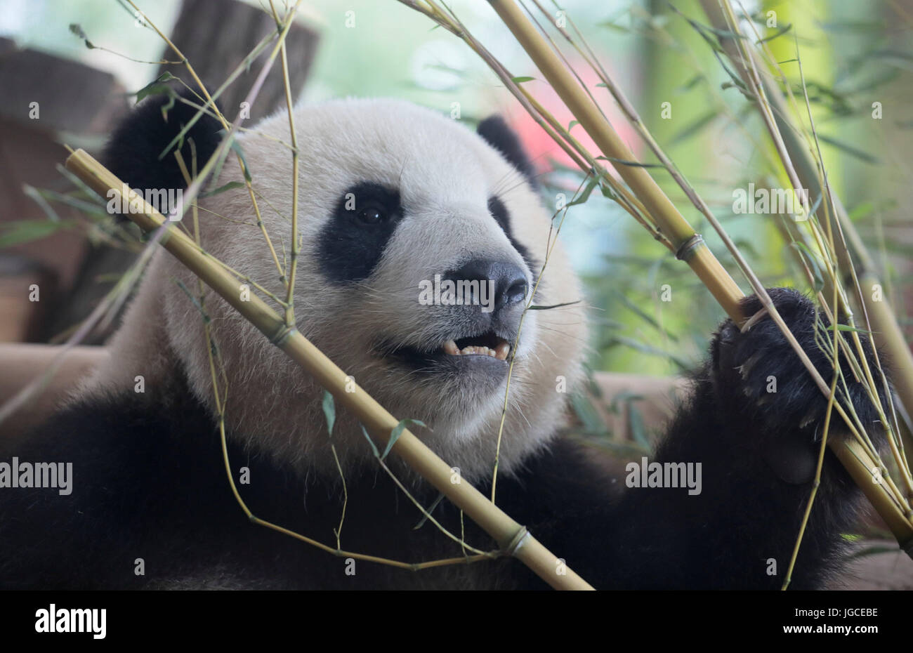 Berlin, Germany. 5th Jul, 2017. dpatop - One of the two panda pears ...