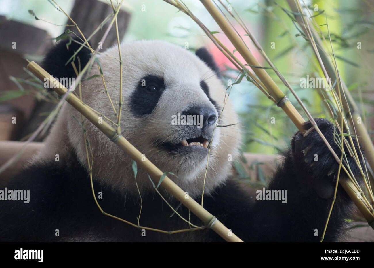 Pandas in a chinese zoo hi-res stock photography and images - Alamy
