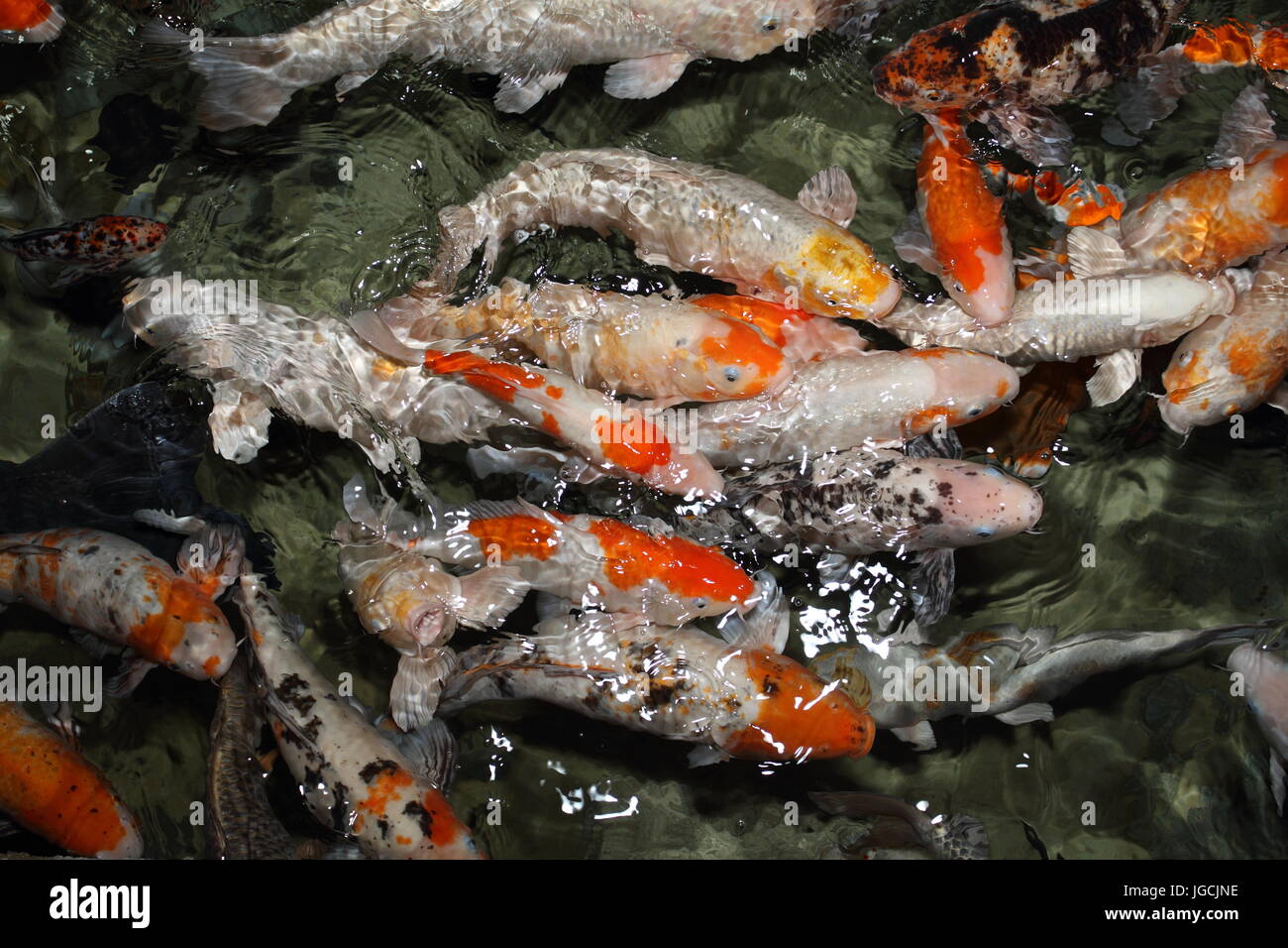 Beijin, Beijin, China. 5th July, 2017. Koi fish can be seen at an ...