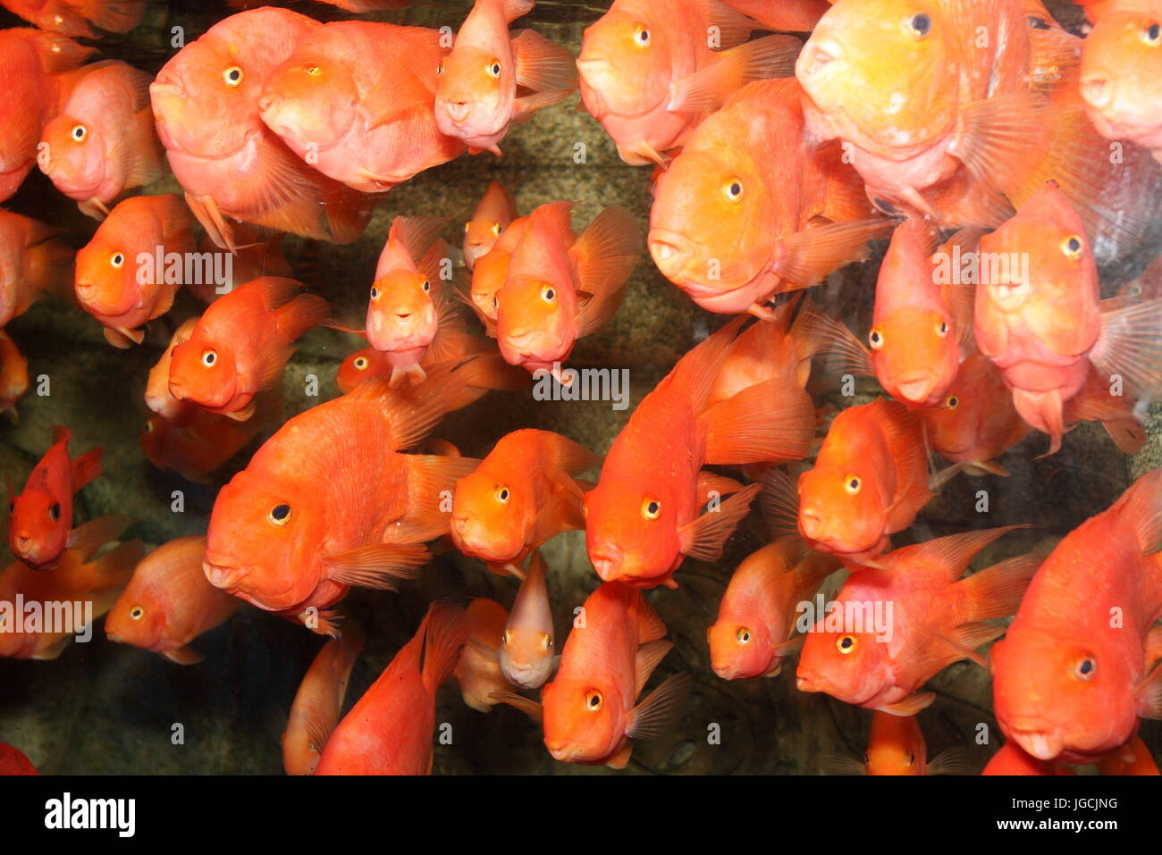 Beijin, Beijin, China. 5th July, 2017. Koi fish can be seen at an ...