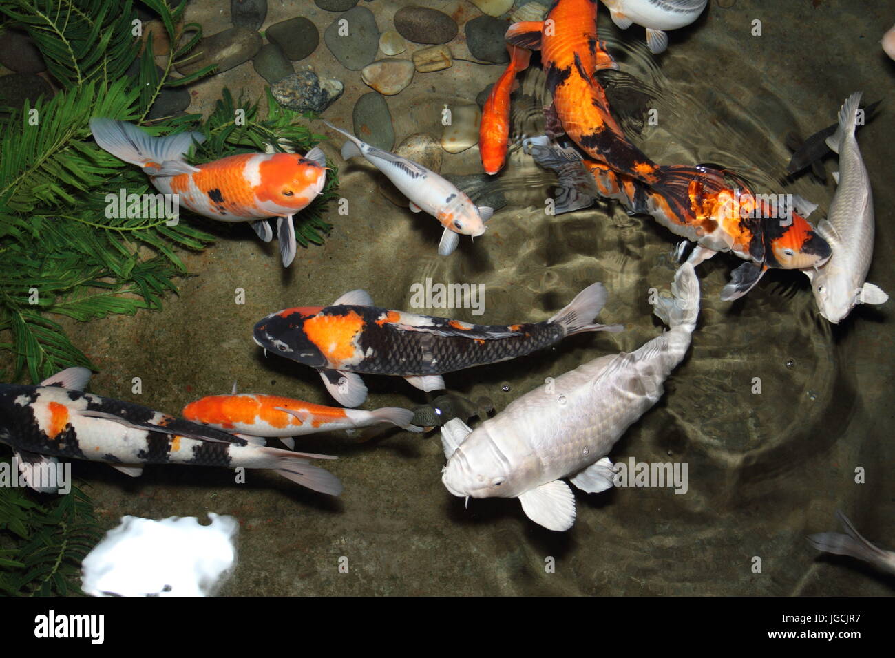 Beijin, Beijin, China. 5th July, 2017. Koi fish can be seen at an ...