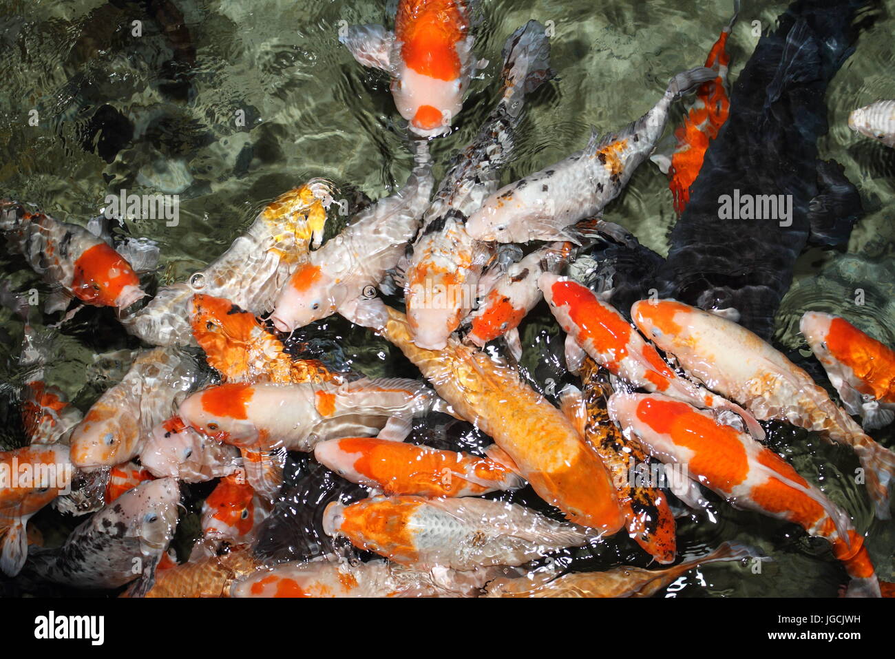 Beijin, Beijin, China. 5th July, 2017. Koi fish can be seen at an ...