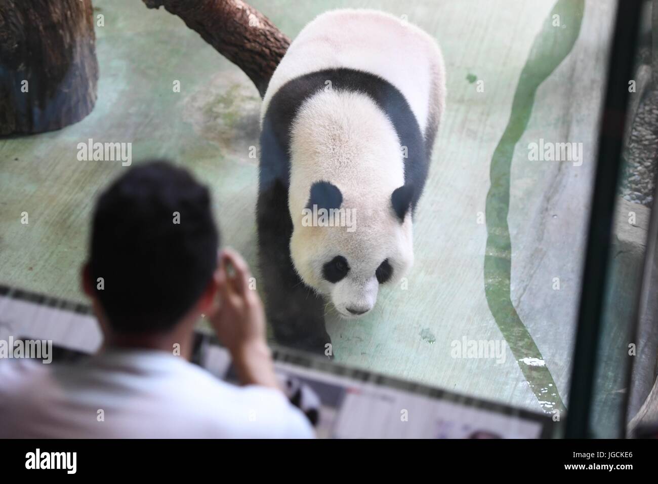 Taipei's Taiwan. 6th July, 2017. A visitor takes photos of giant panda ...
