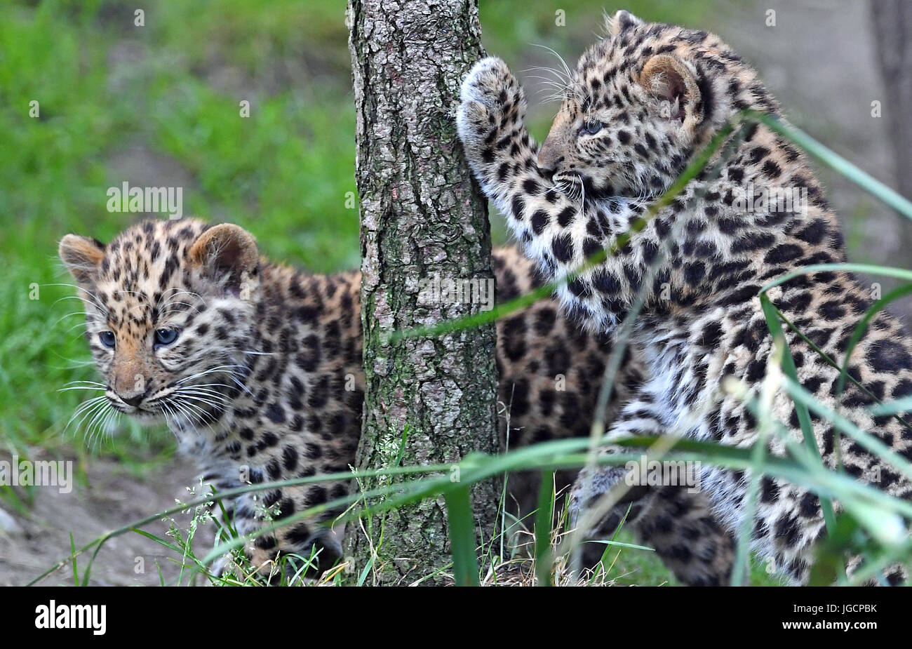 Leipzig, Germany. 6th July, 2017. dpatop - Amur leopard twins Akeno and ...