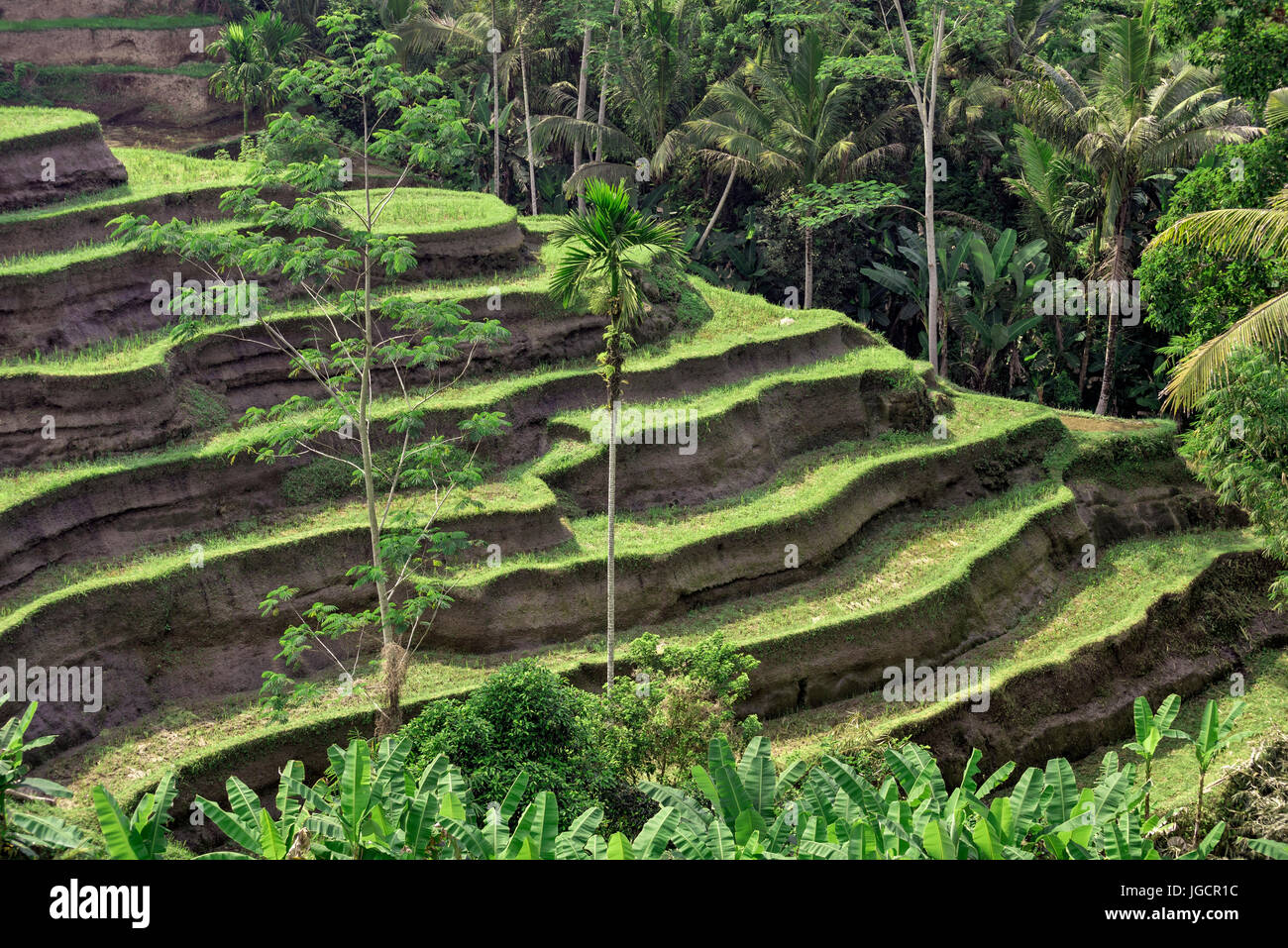 Tegalalang rice paddies, central Bali Indonesia Stock Photo - Alamy