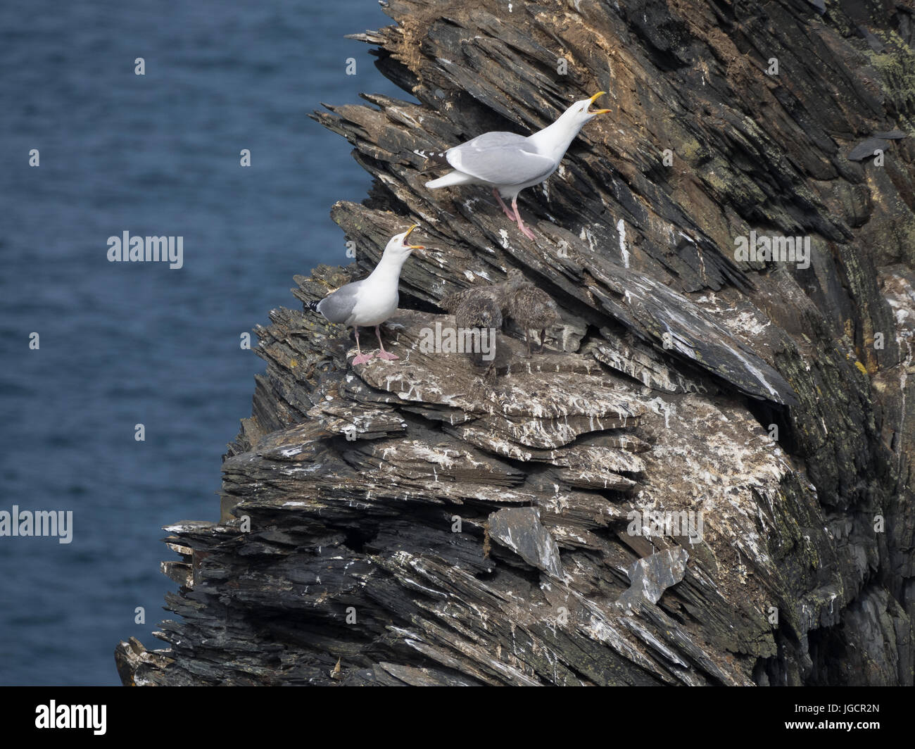 Herring Gulls nesting with chicks Stock Photo - Alamy
