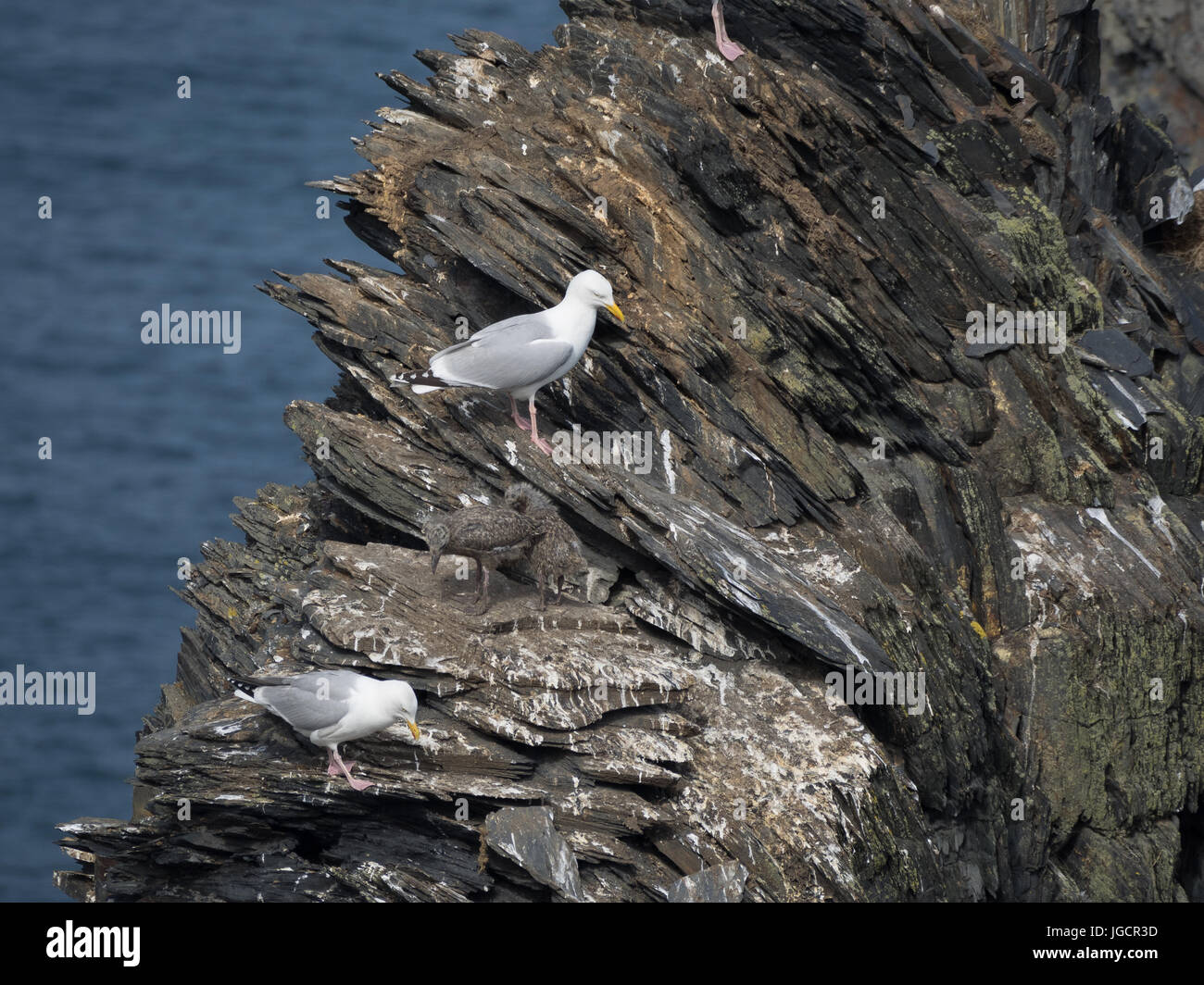 Herring Gulls nesting with chicks Stock Photo - Alamy