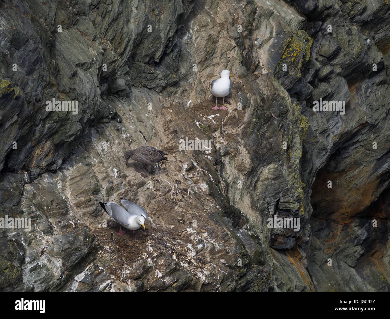 Herring Gulls nesting with chicks Stock Photo - Alamy