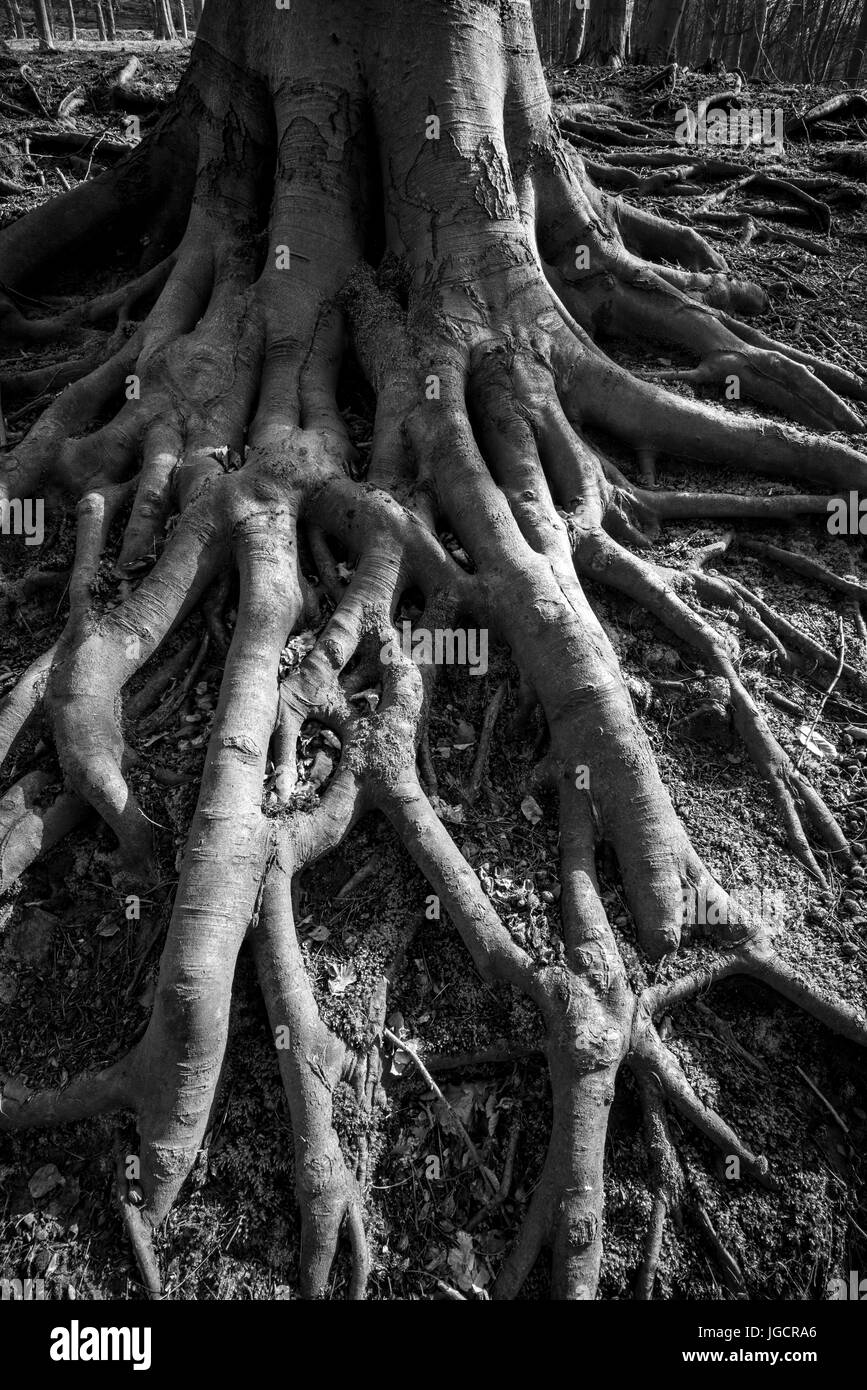 Black and white image of creepy, spooky tree roots. An old Beech tree ...