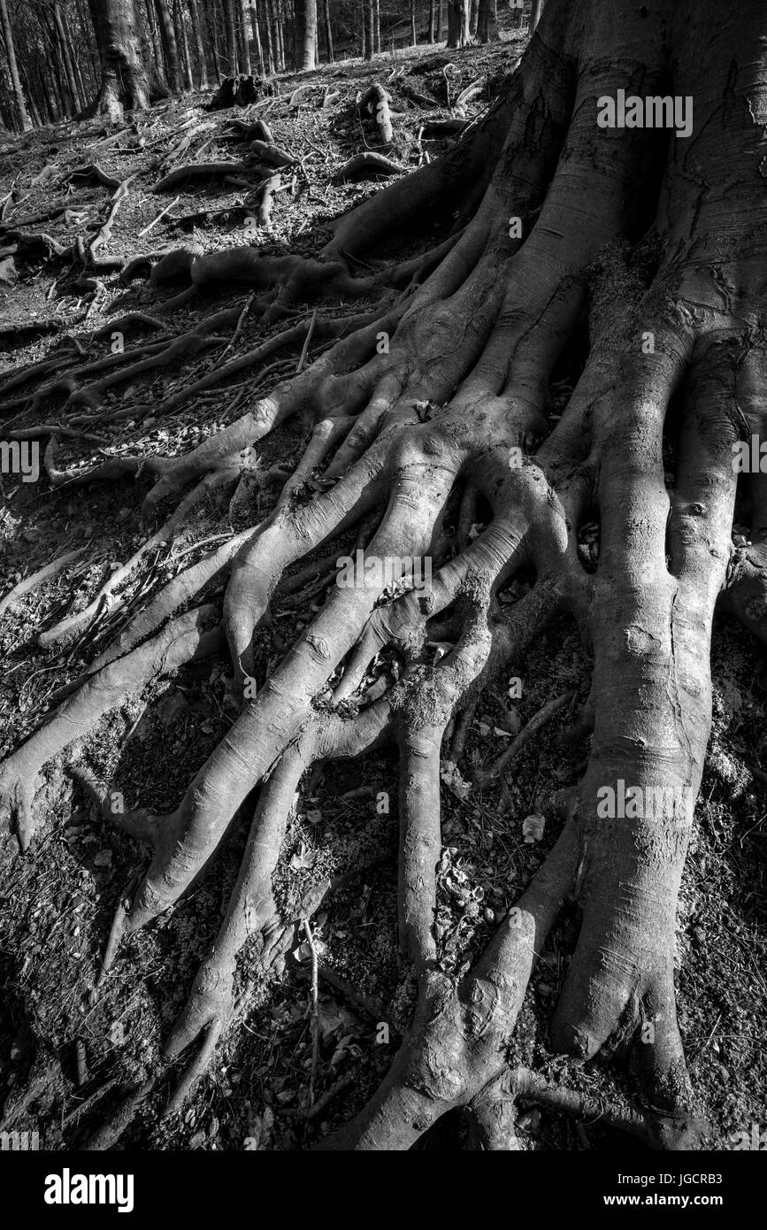 Black and white image of creepy, spooky tree roots. An old Beech tree ...