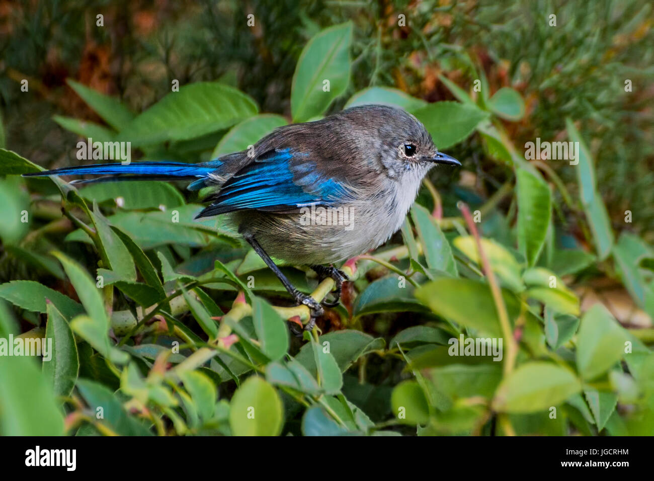 Splendid Fairy Wren (Malurus splendens), Perth, Western Australia ...