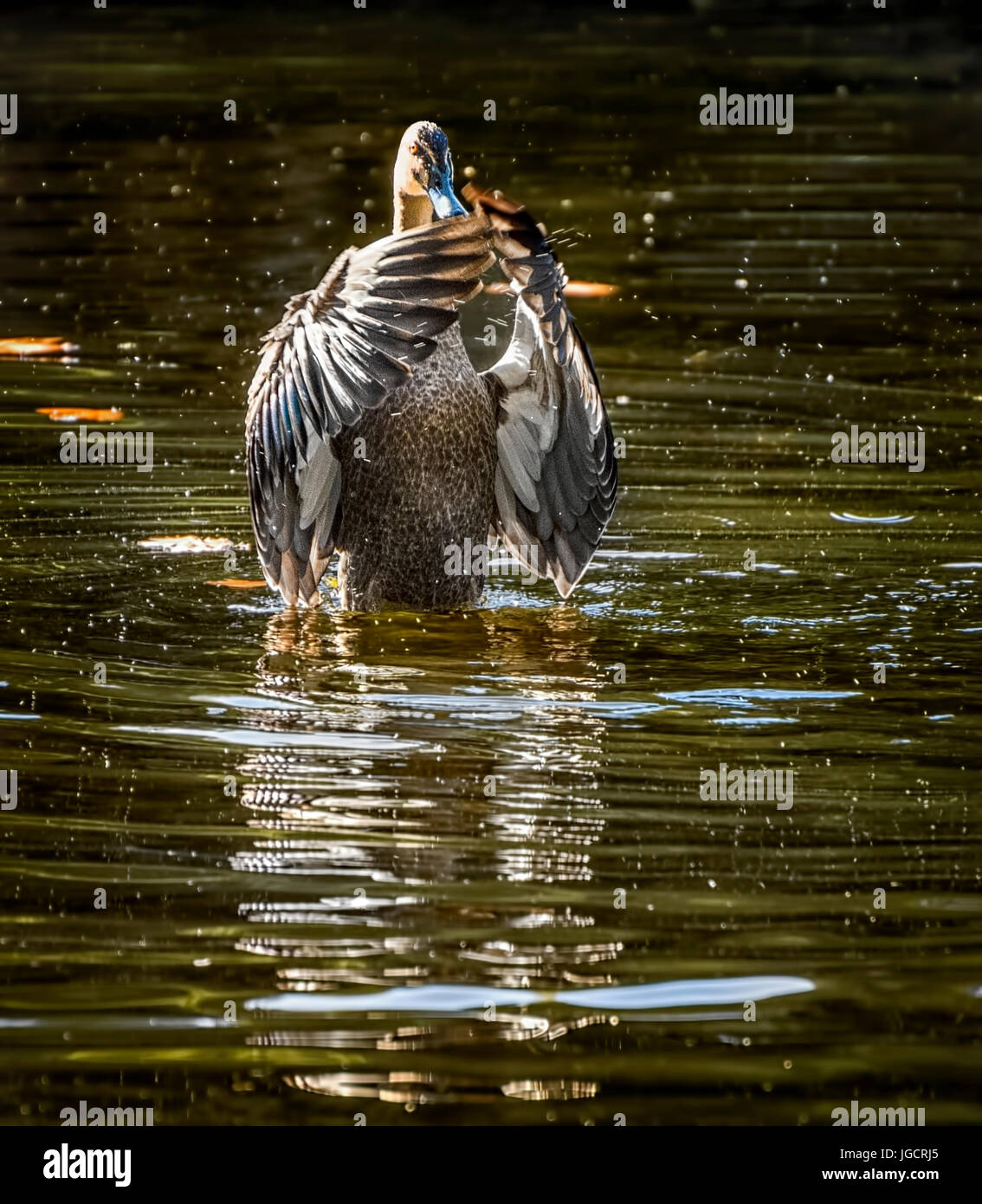 Bathing duck hi-res stock photography and images - Alamy